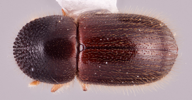 Xylosandrus formosae | Southeast Asian Ambrosia Beetle ID