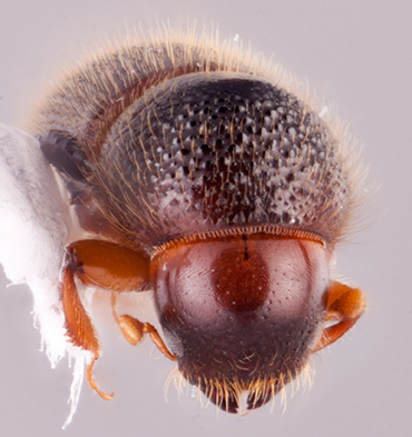 Xylosandrus formosae | Southeast Asian Ambrosia Beetle ID