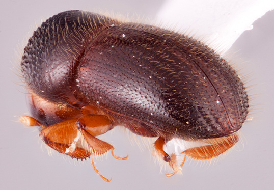 Xylosandrus formosae | Southeast Asian Ambrosia Beetle ID