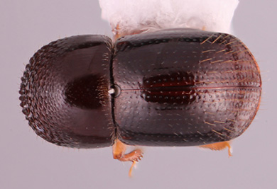 Xylosandrus germanus | Southeast Asian Ambrosia Beetle ID