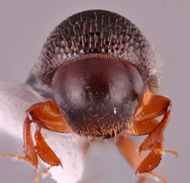 Xylosandrus germanus | Southeast Asian Ambrosia Beetle ID