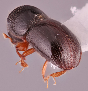 Xylosandrus germanus | Southeast Asian Ambrosia Beetle ID