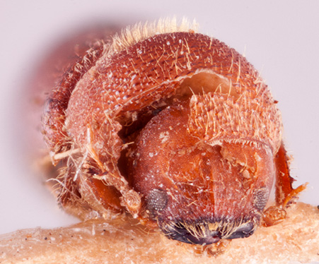 Xylosandrus jaintianus | Southeast Asian Ambrosia Beetle ID