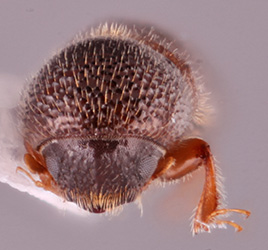 Xylosandrus dentipennis | Southeast Asian Ambrosia Beetle ID