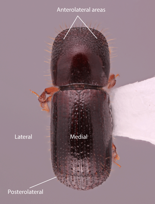 Anisandrus apicalis | Southeast Asian Ambrosia Beetle ID
