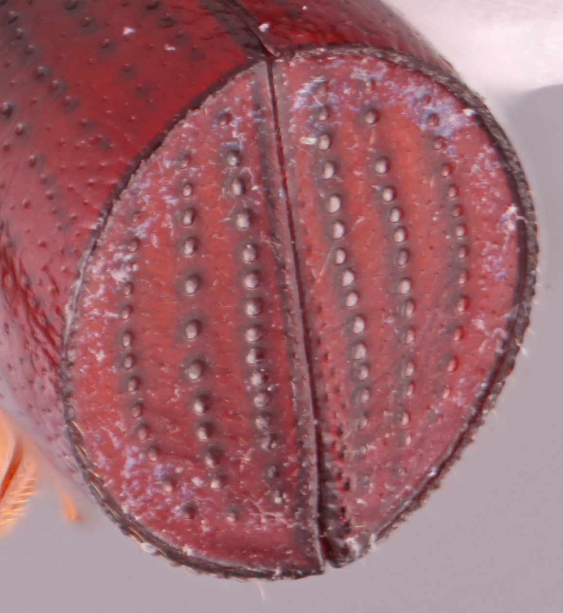 Ambrosiophilus osumiensis | Southeast Asian Ambrosia Beetle ID