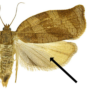Cryptophlebia ombrodelta | TortID