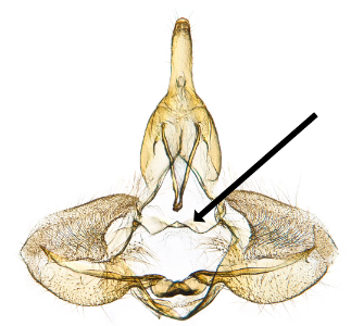 Adoxophyes honmai | TortID