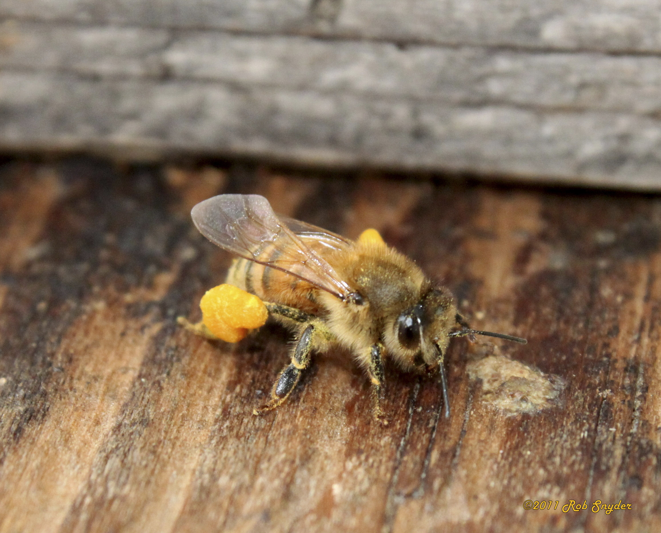 Foraging | The BeeMD