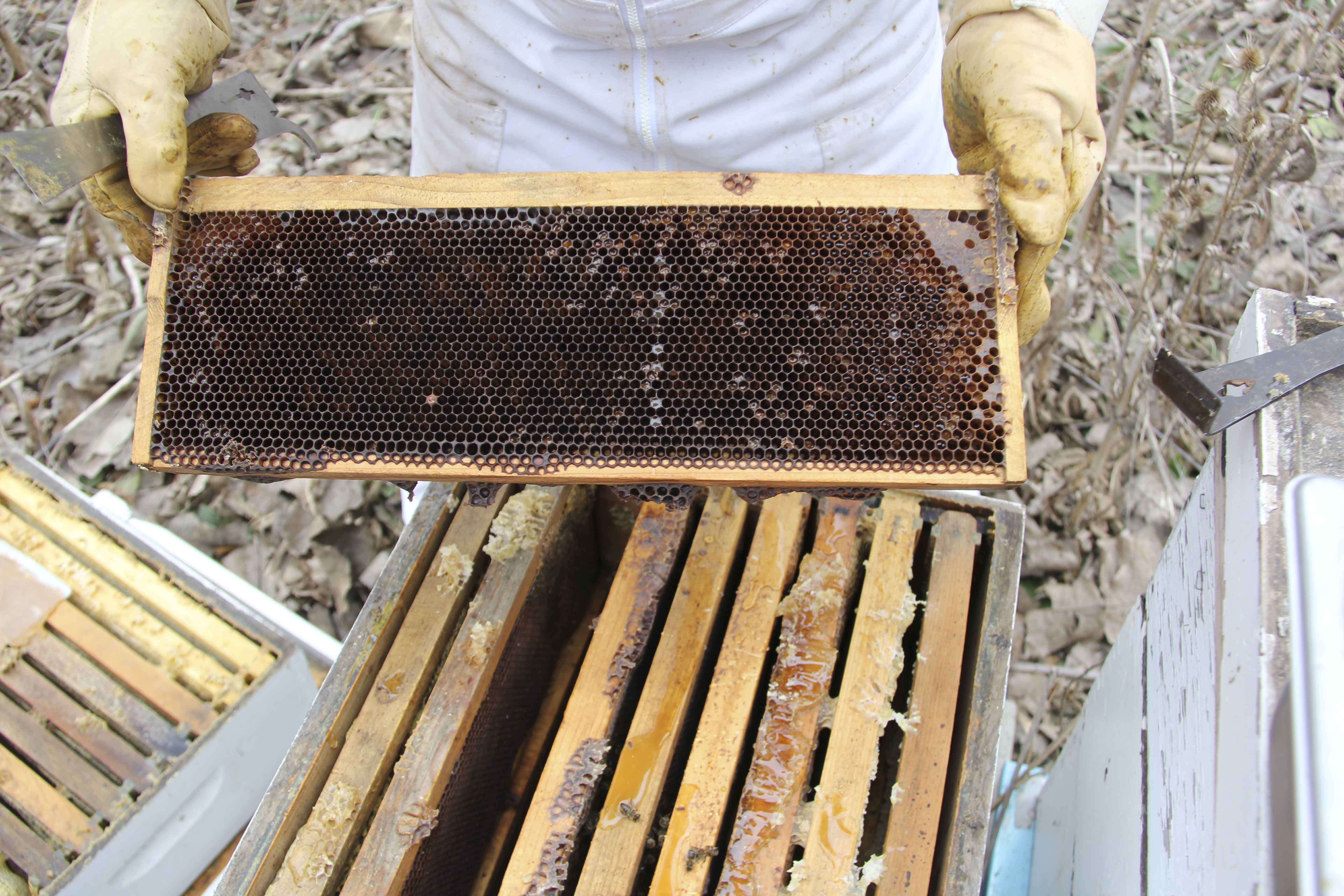 Colony collapse disorder | The BeeMD