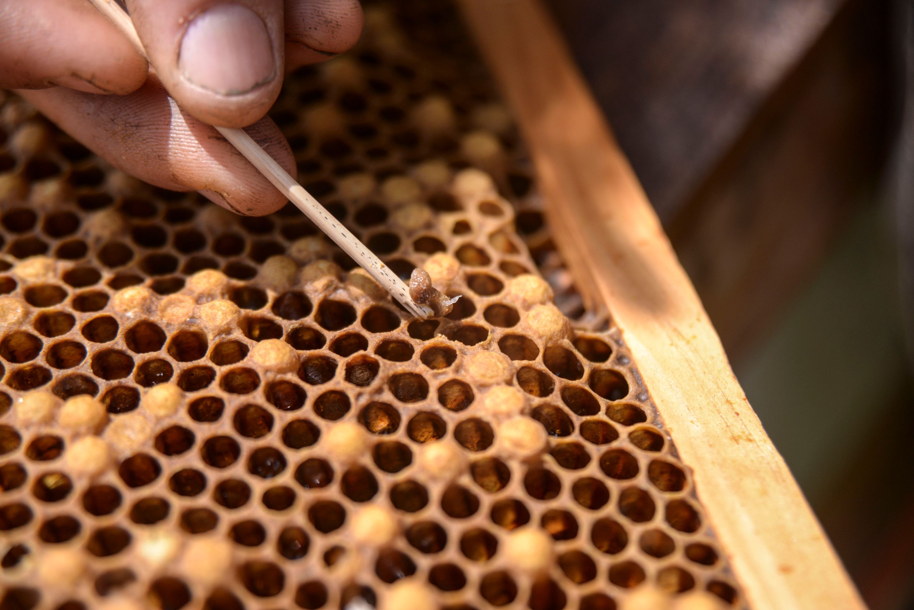 European foulbrood | The BeeMD