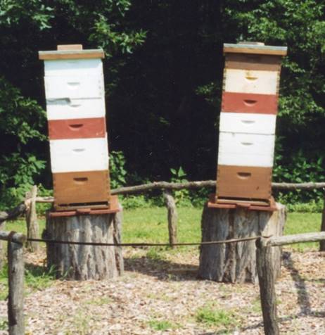 Toppled hives | The BeeMD