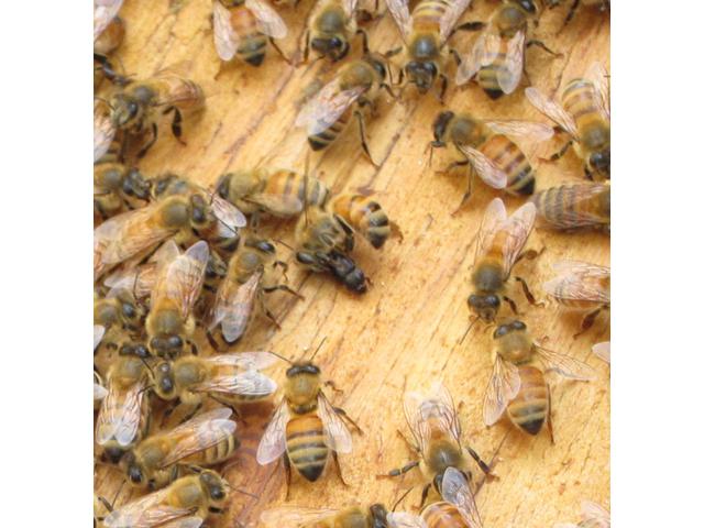 Small hive beetle | The BeeMD