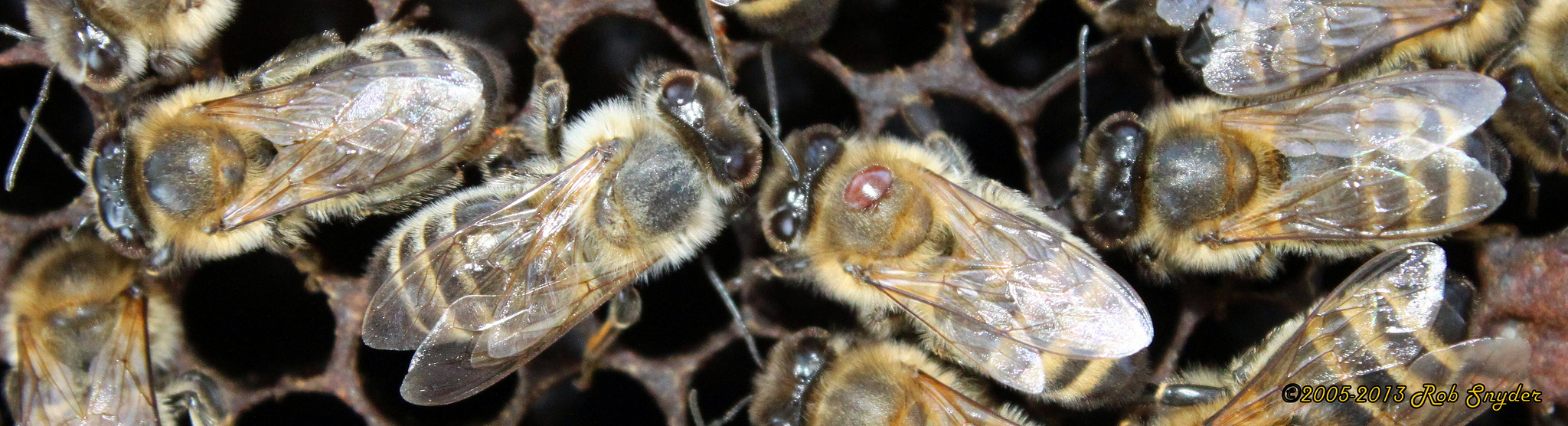 Varroa mites | The BeeMD