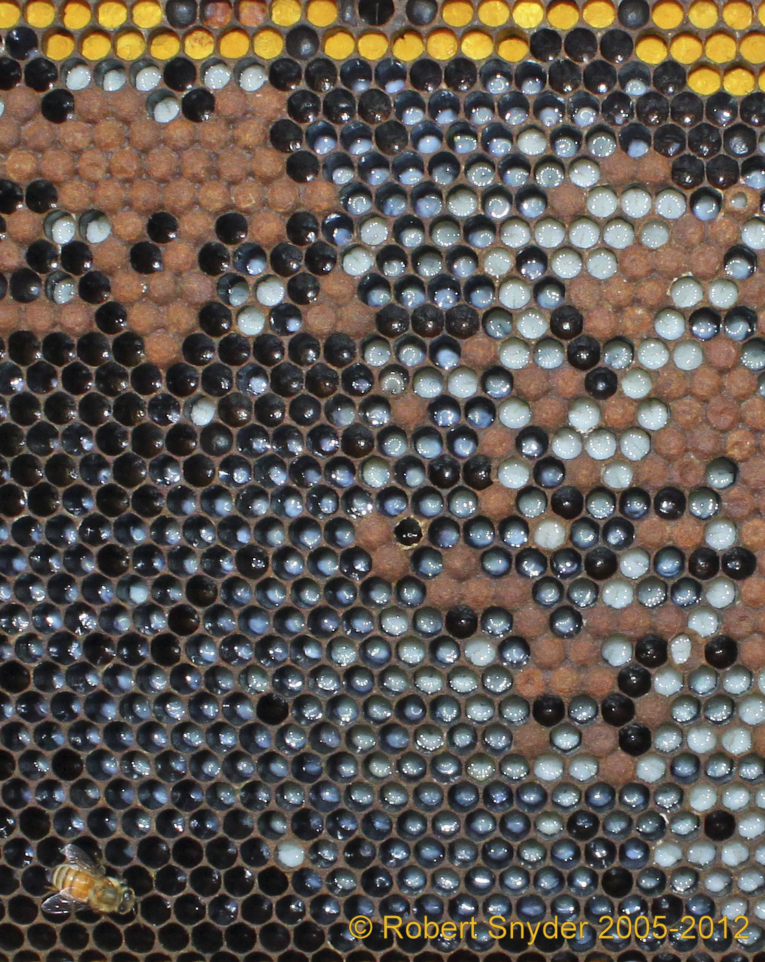 Bee bread | The BeeMD