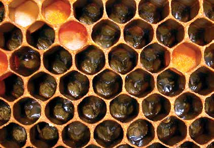 Bee bread | The BeeMD