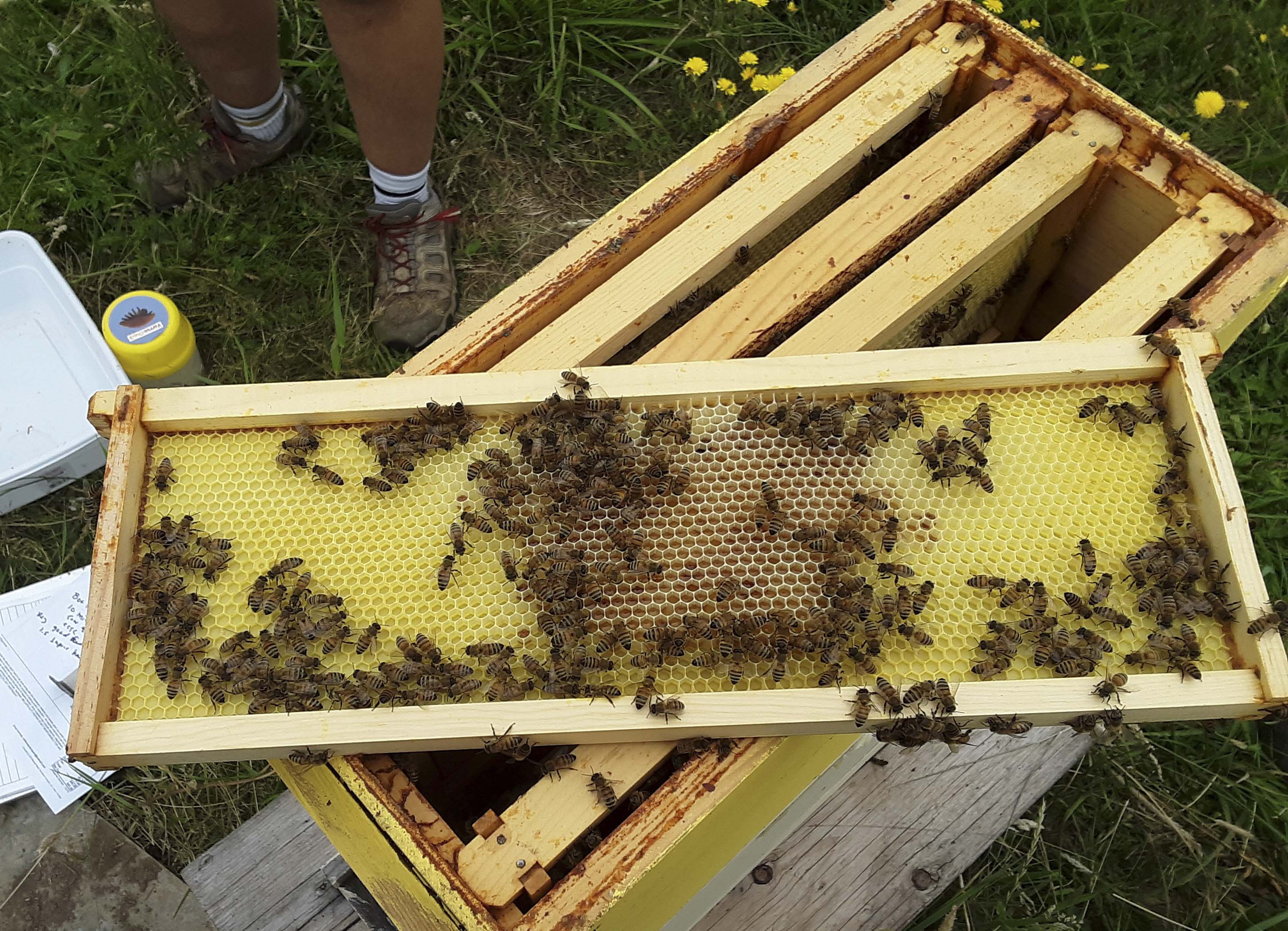 Beeswax comb | The BeeMD