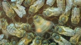Bee dancing | The BeeMD
