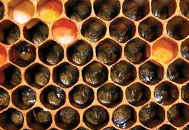 Bee bread | The BeeMD