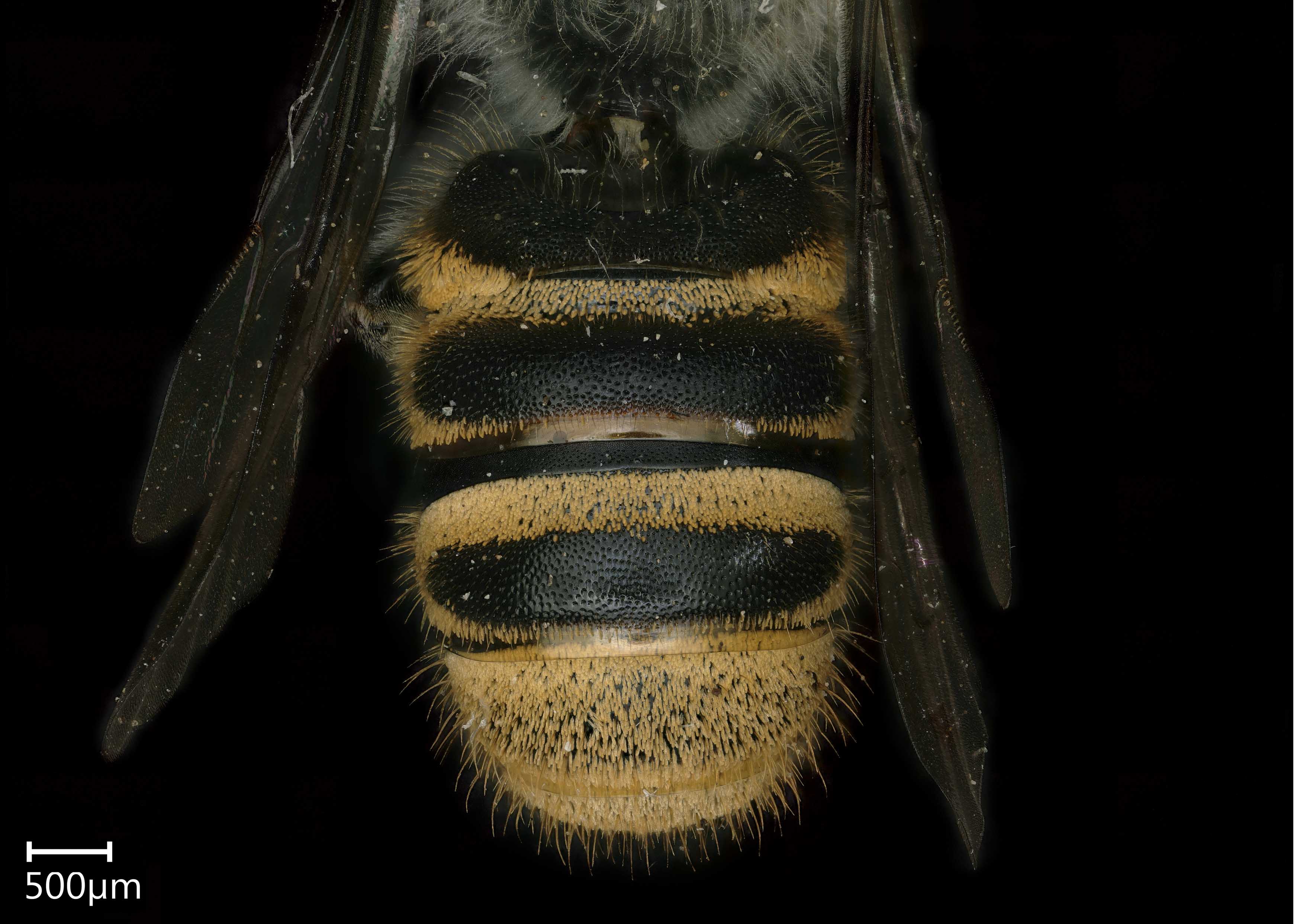 Chelostomoides | Exotic Bee ID