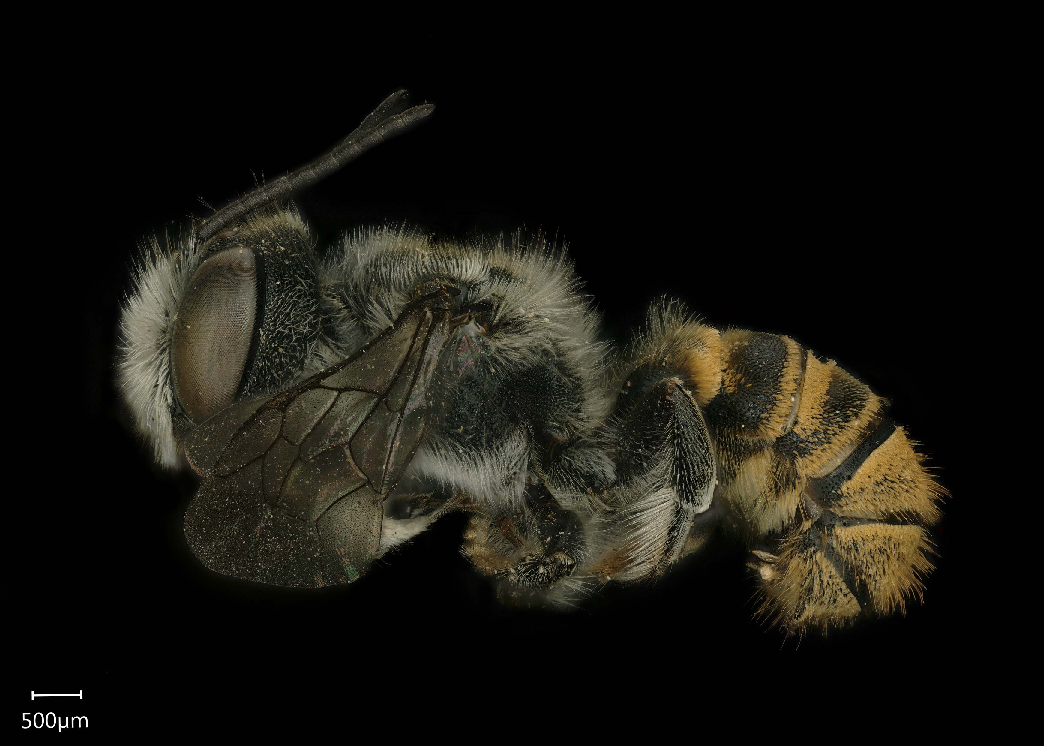 Chelostomoides | Exotic Bee ID