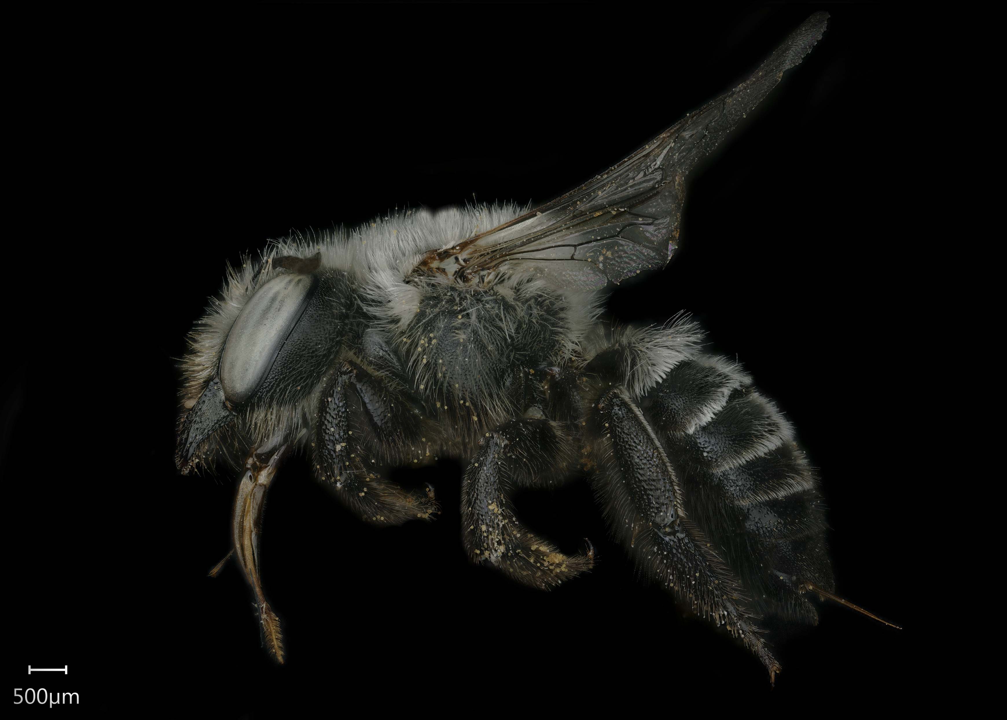 Megachile #40; Megachiloides #41; | Exotic Bee ID