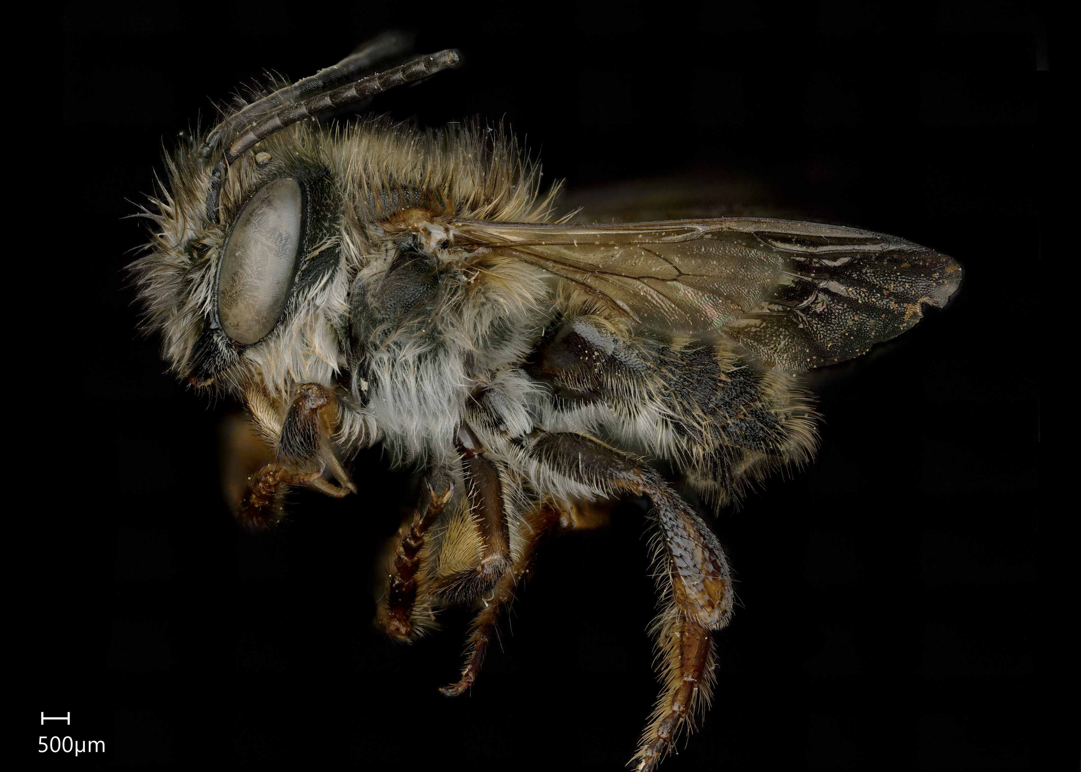 Megachile (Leptorachis) | Exotic Bee ID