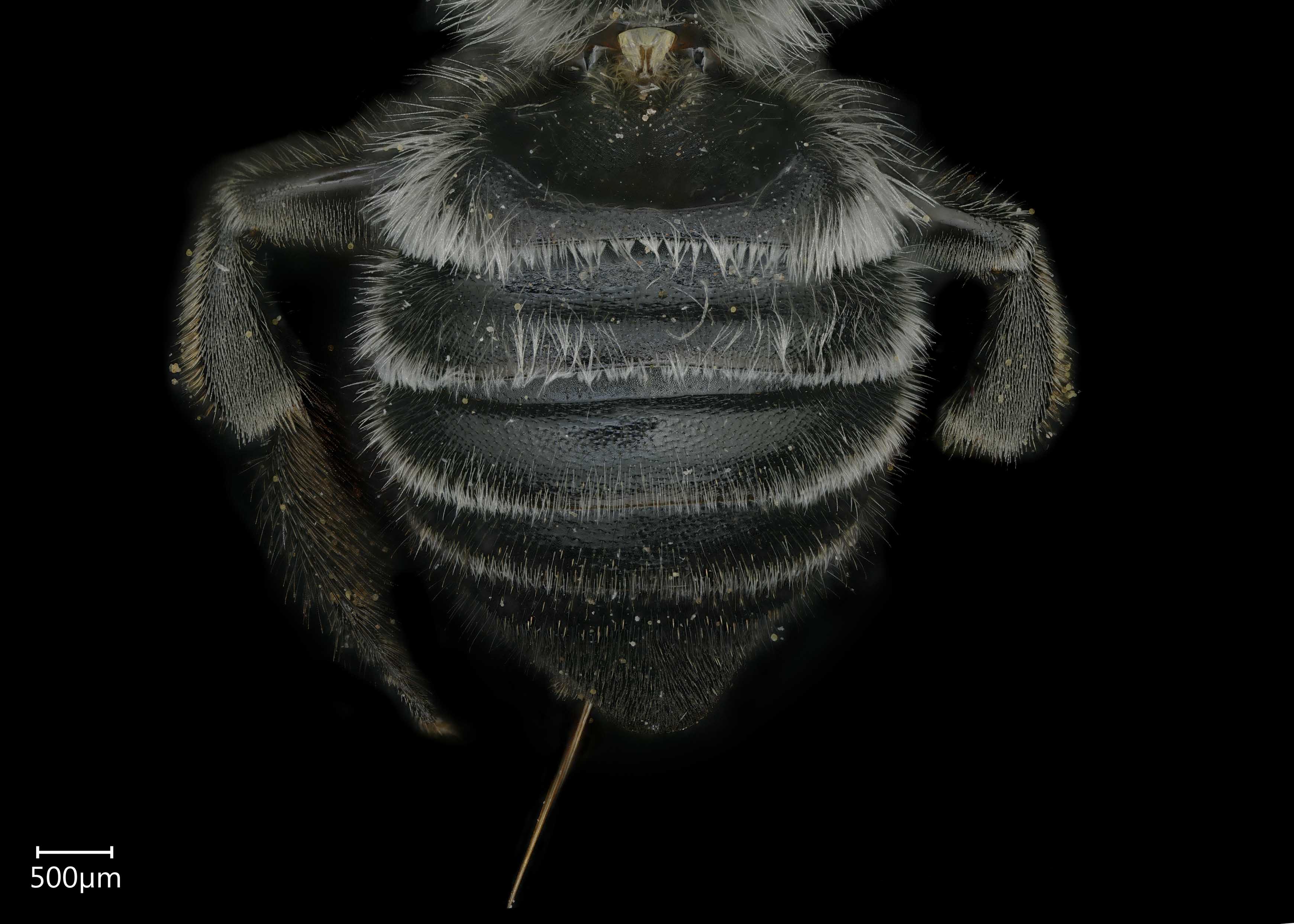 Megachile #40; Megachiloides #41; | Exotic Bee ID