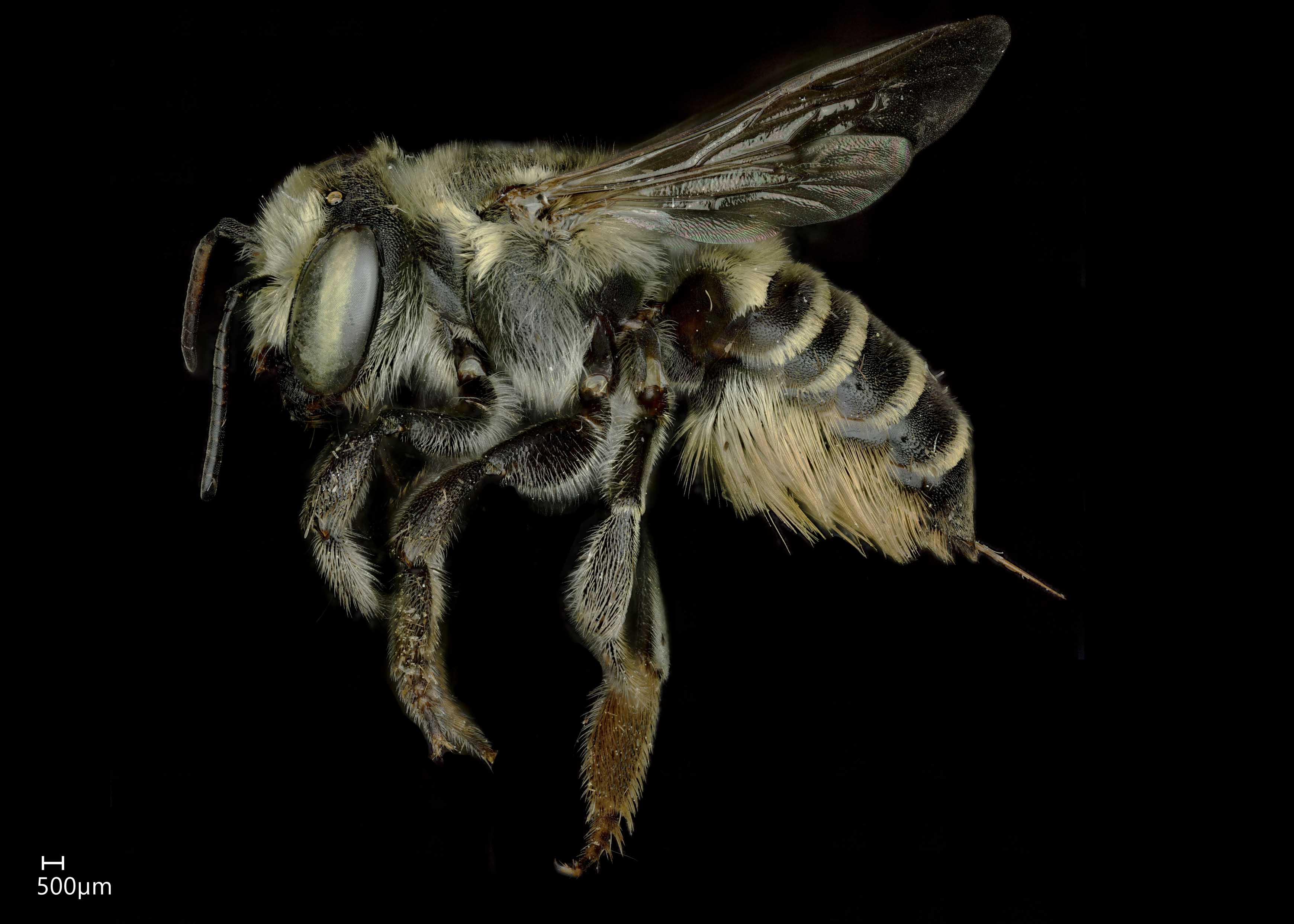 Megachile #40; Acentron #41; | Exotic Bee ID