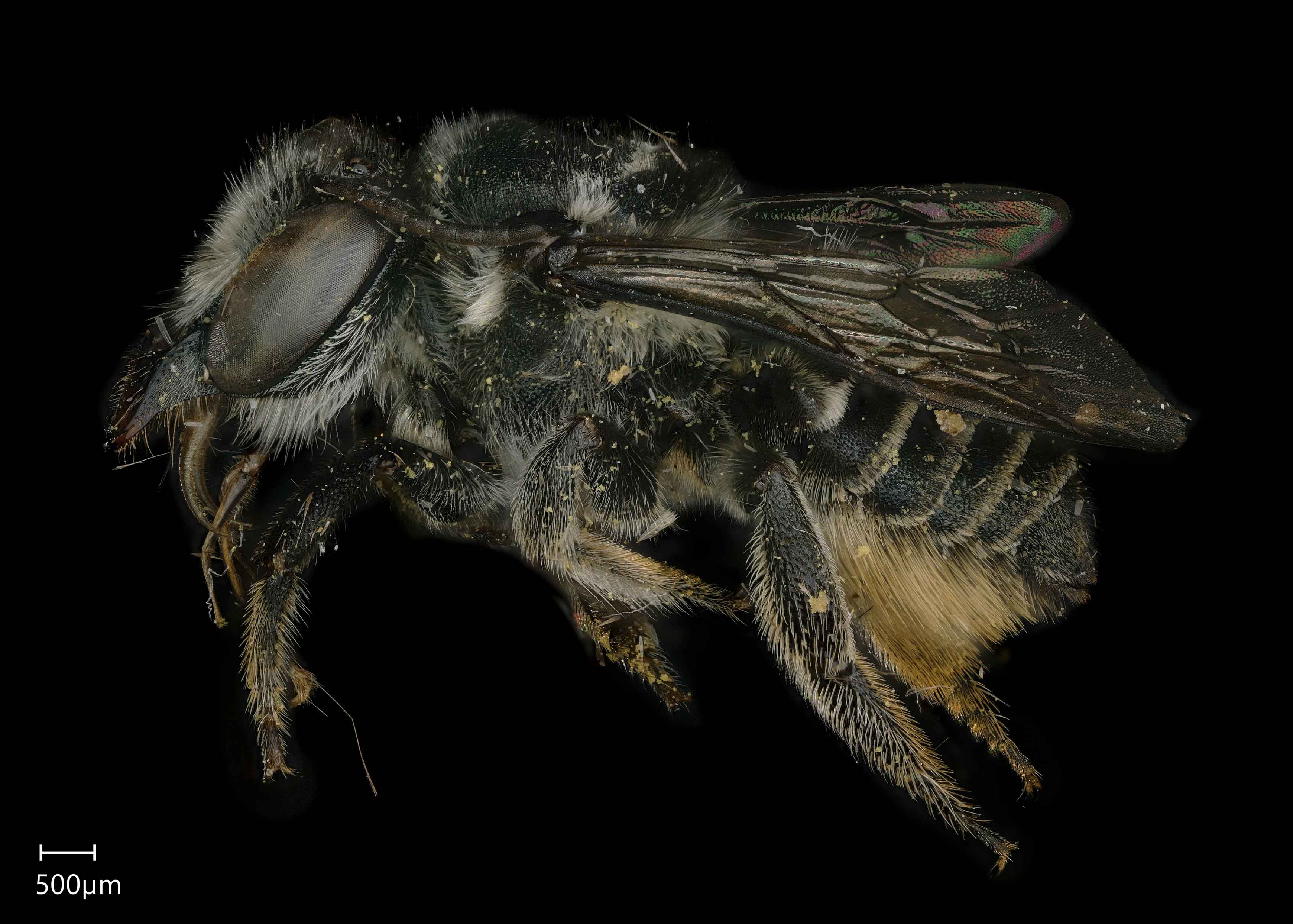 Megachile (Leptorachis) | Exotic Bee ID