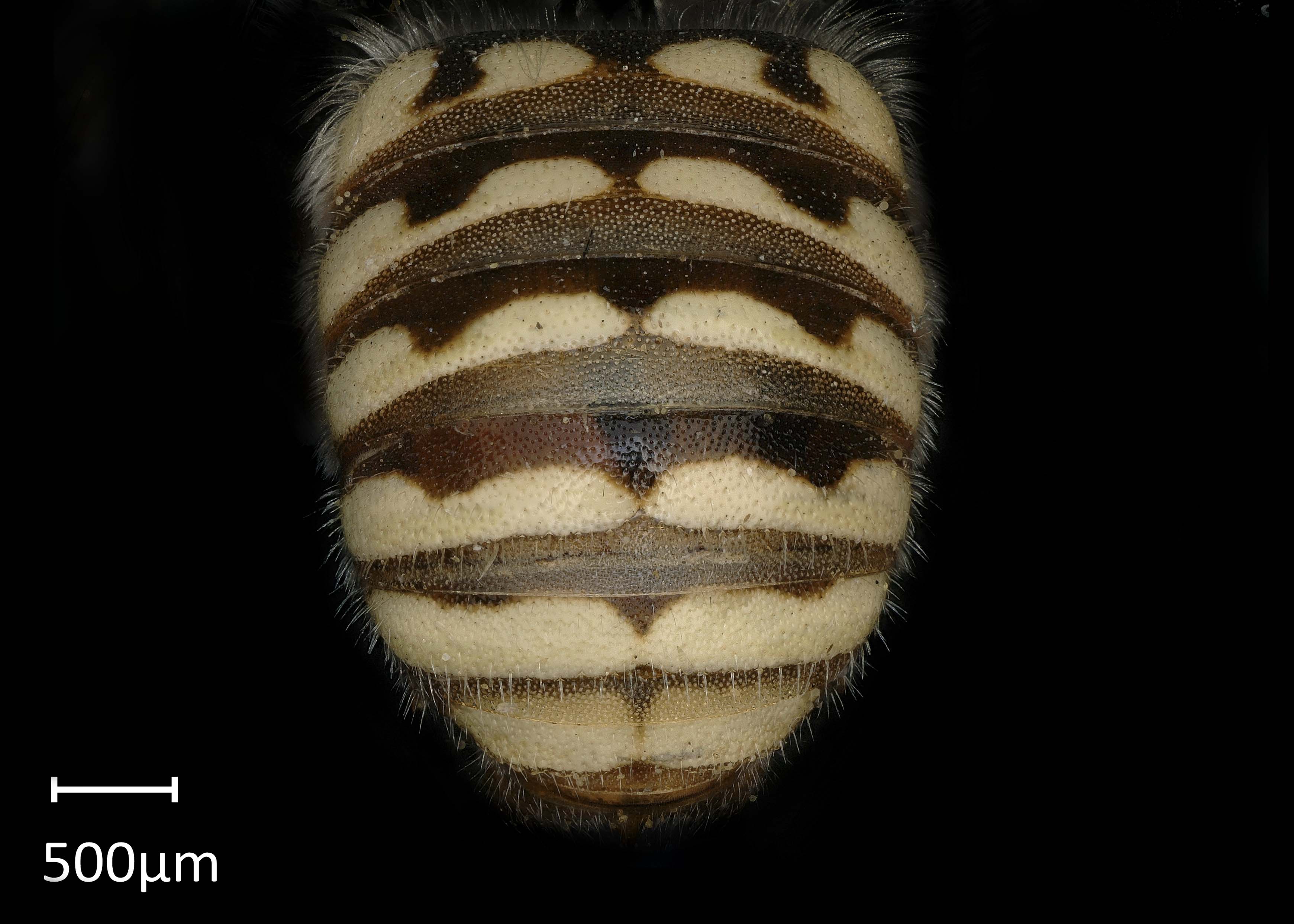 Anthidium jocosum | Exotic Bee ID