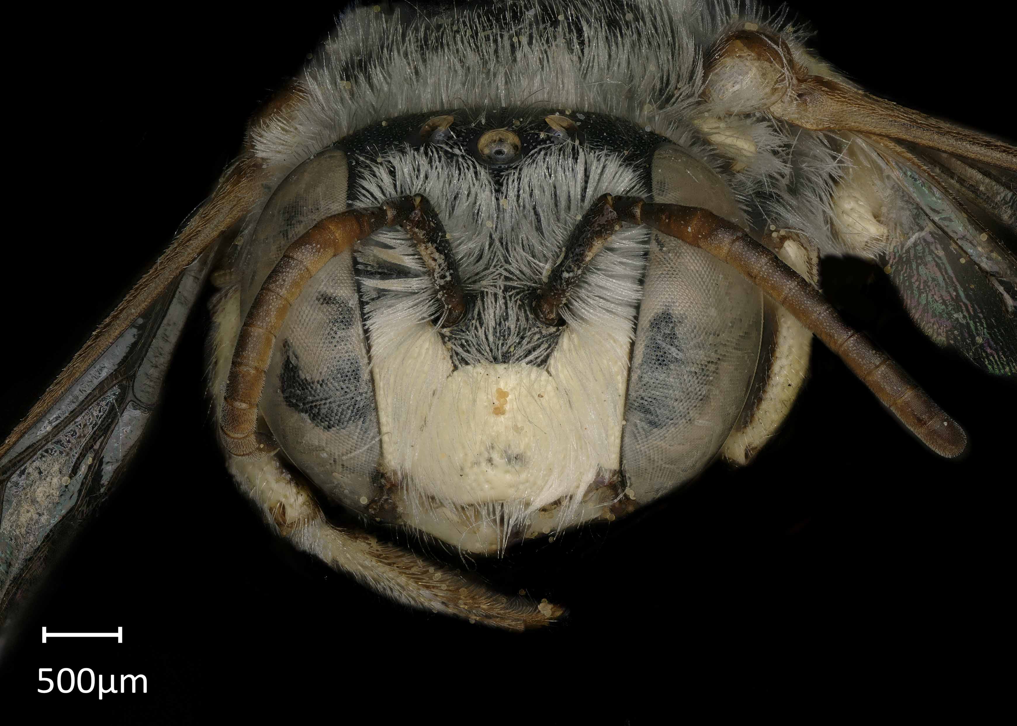 Anthidium jocosum | Exotic Bee ID