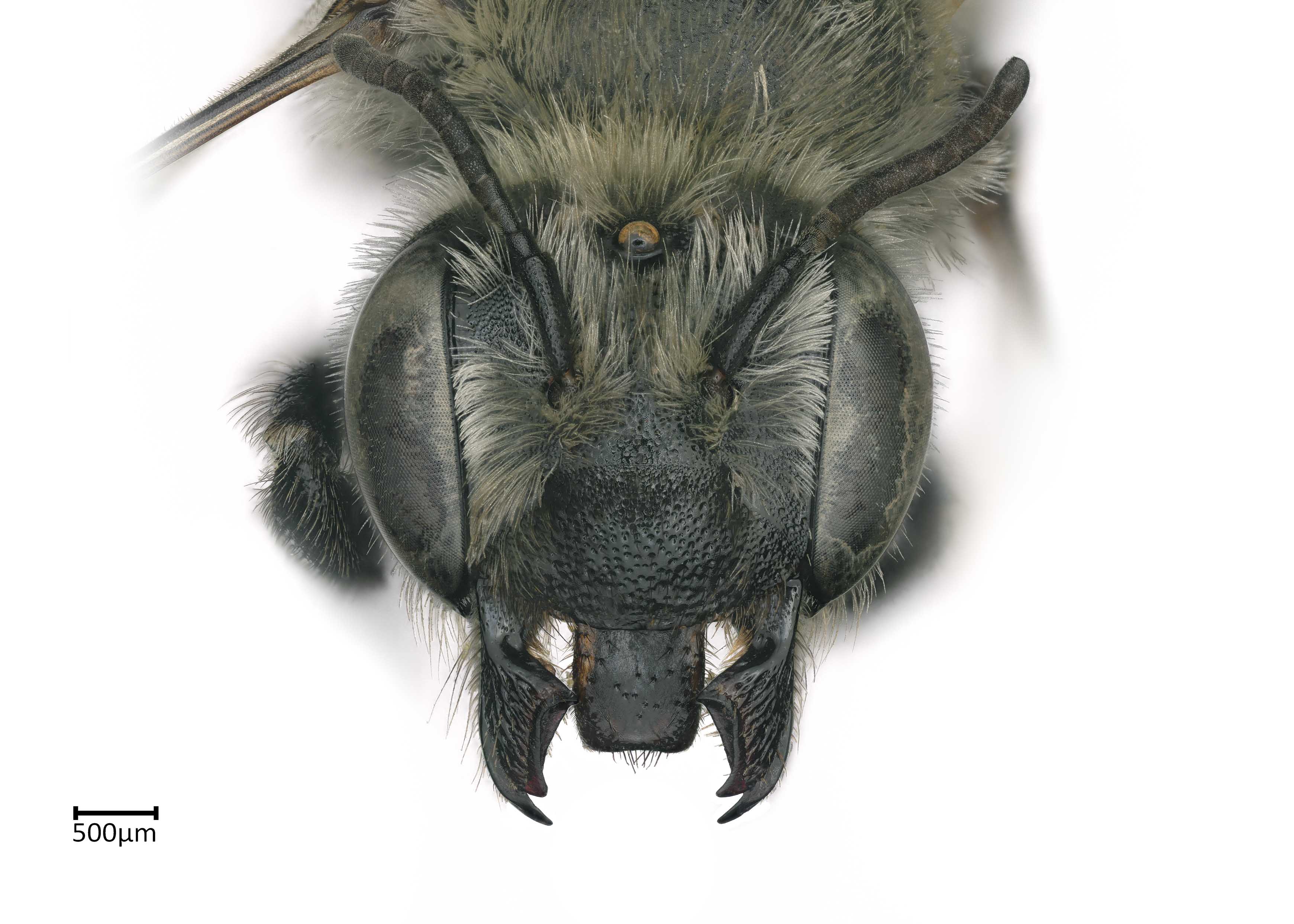 Megachile #40; Megachiloides #41; | Exotic Bee ID
