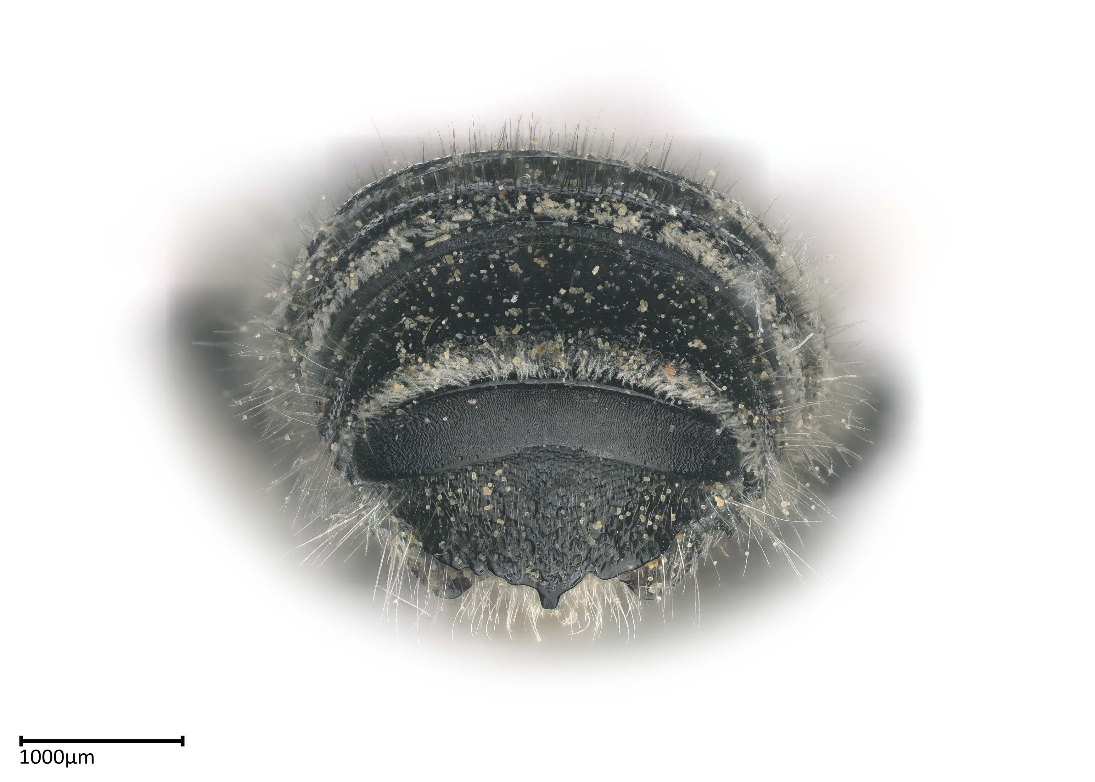 Megachile #40; Megachiloides #41; | Exotic Bee ID
