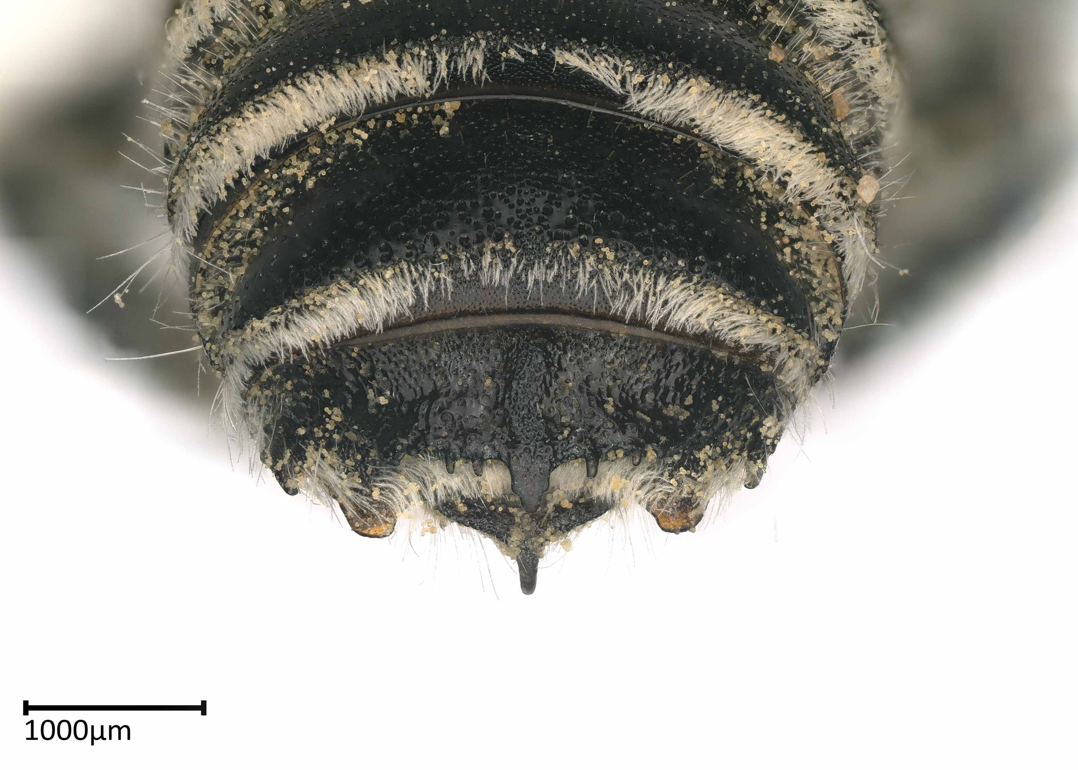 Megachile #40; Megachiloides #41; | Exotic Bee ID