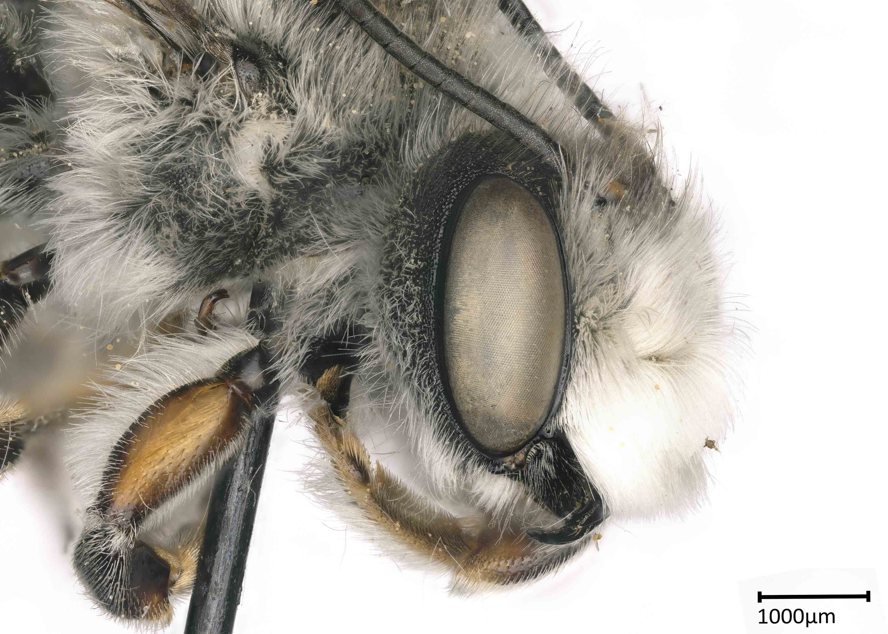 Megachile #40; Megachiloides #41; | Exotic Bee ID