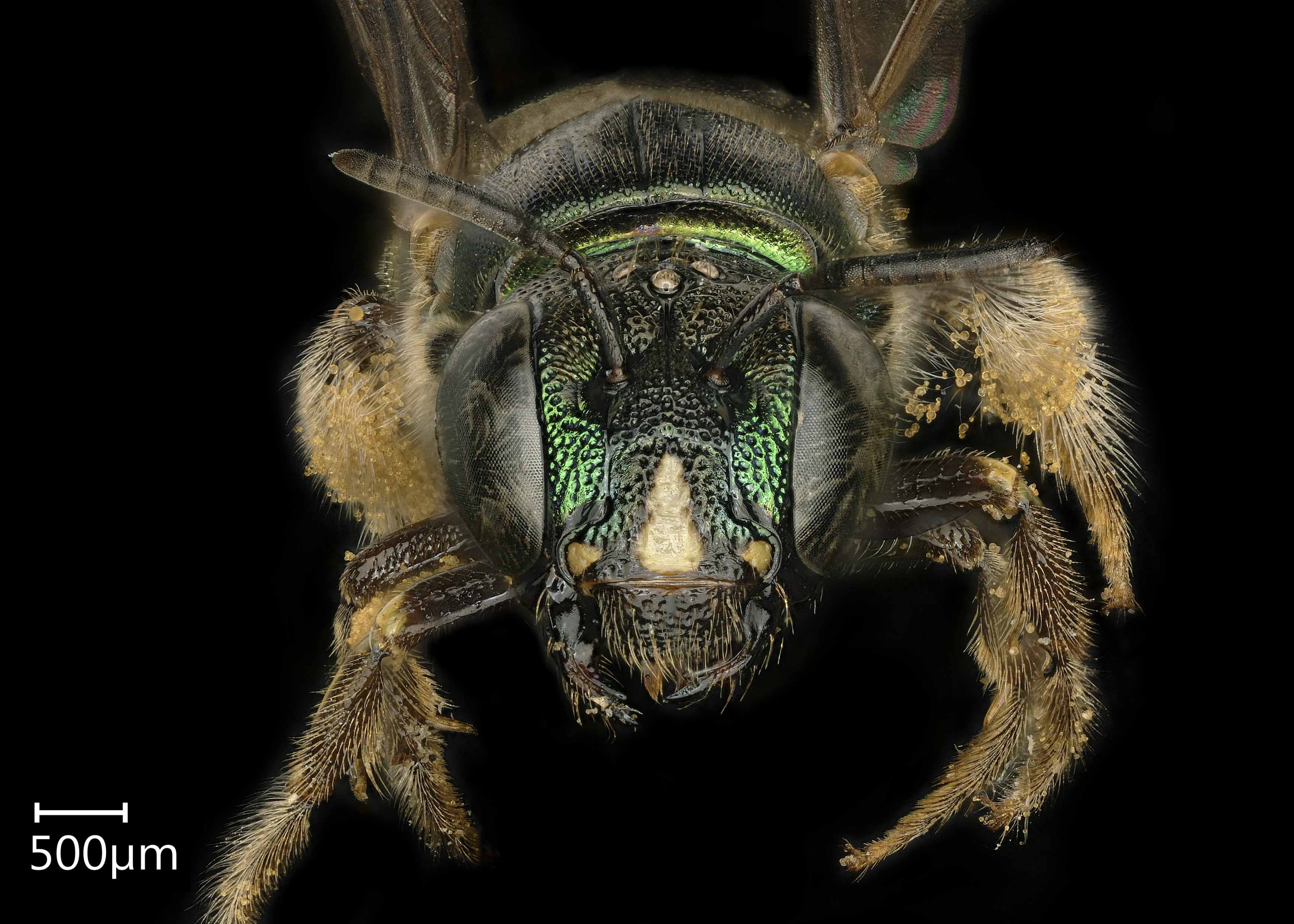 Ceratina | Exotic Bee ID