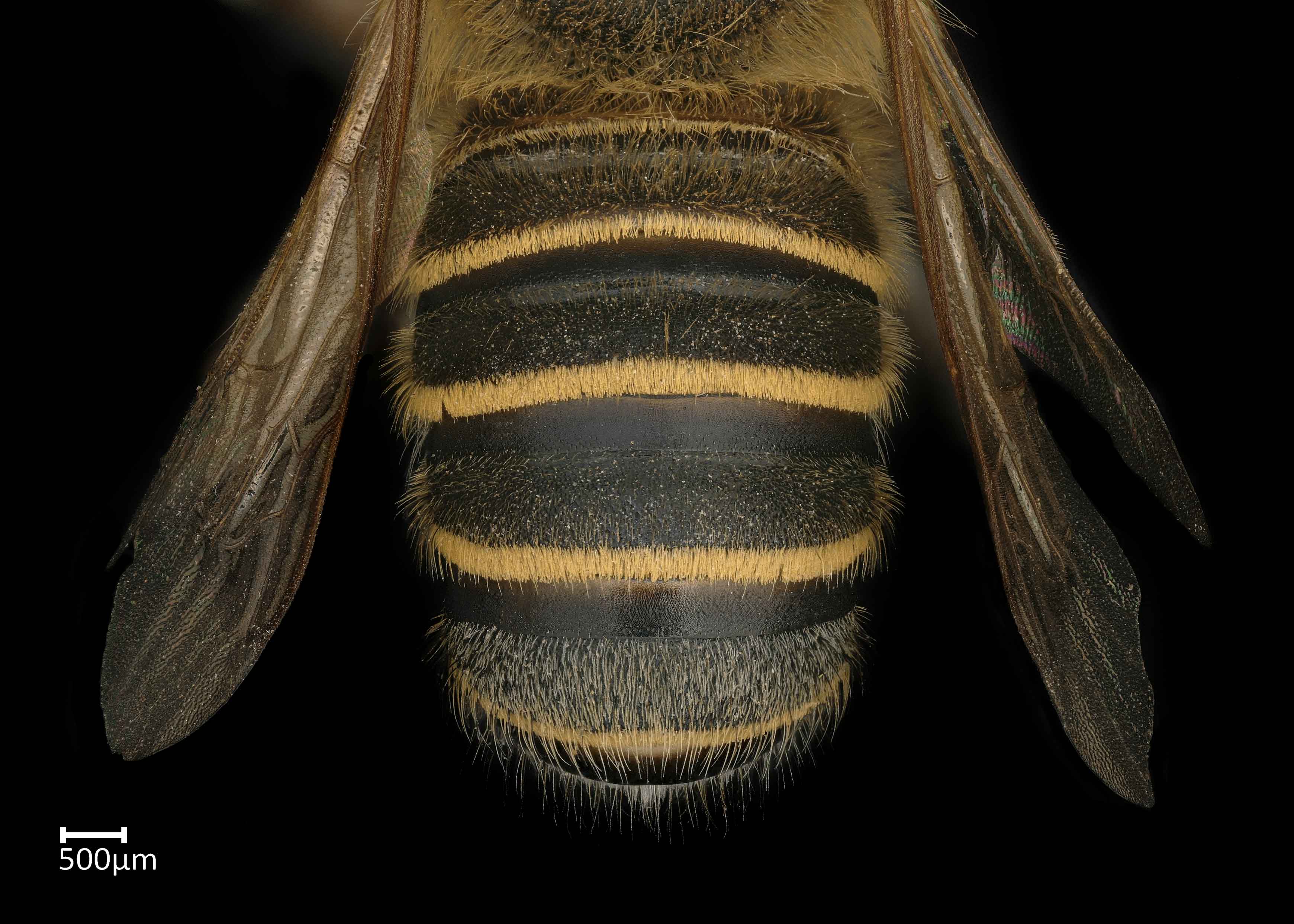 Megachile #40; Pseudocentron #41; | Exotic Bee ID
