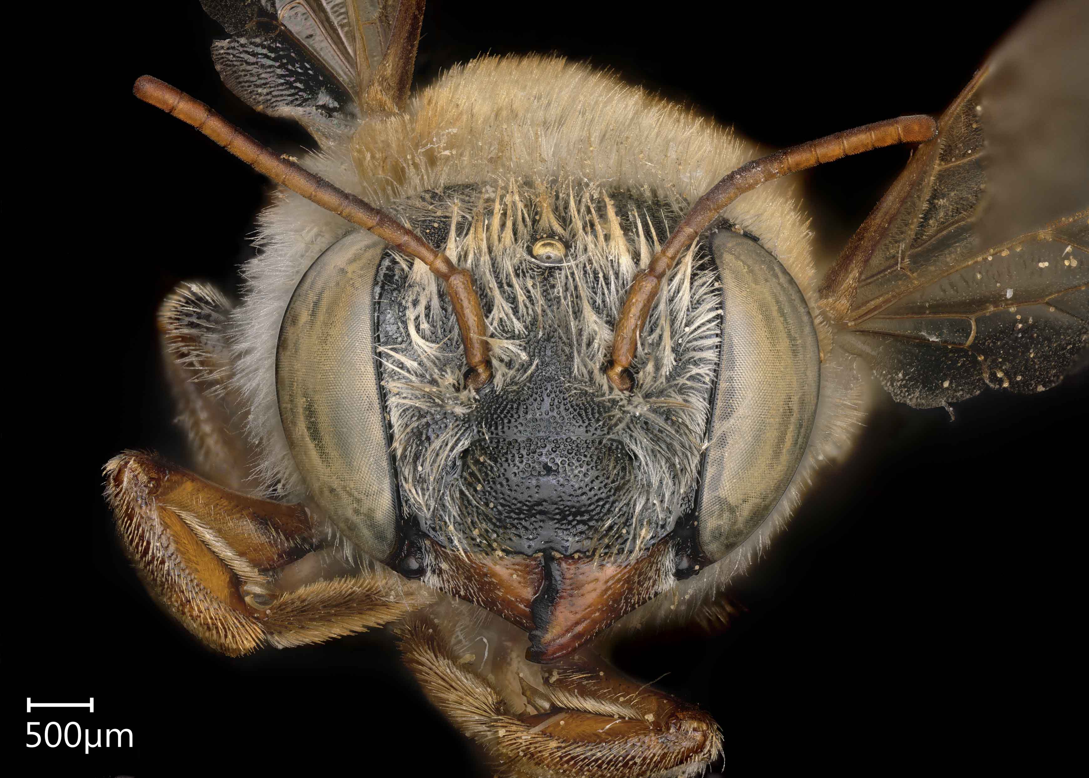 Megachile #40; Pseudocentron #41; | Exotic Bee ID