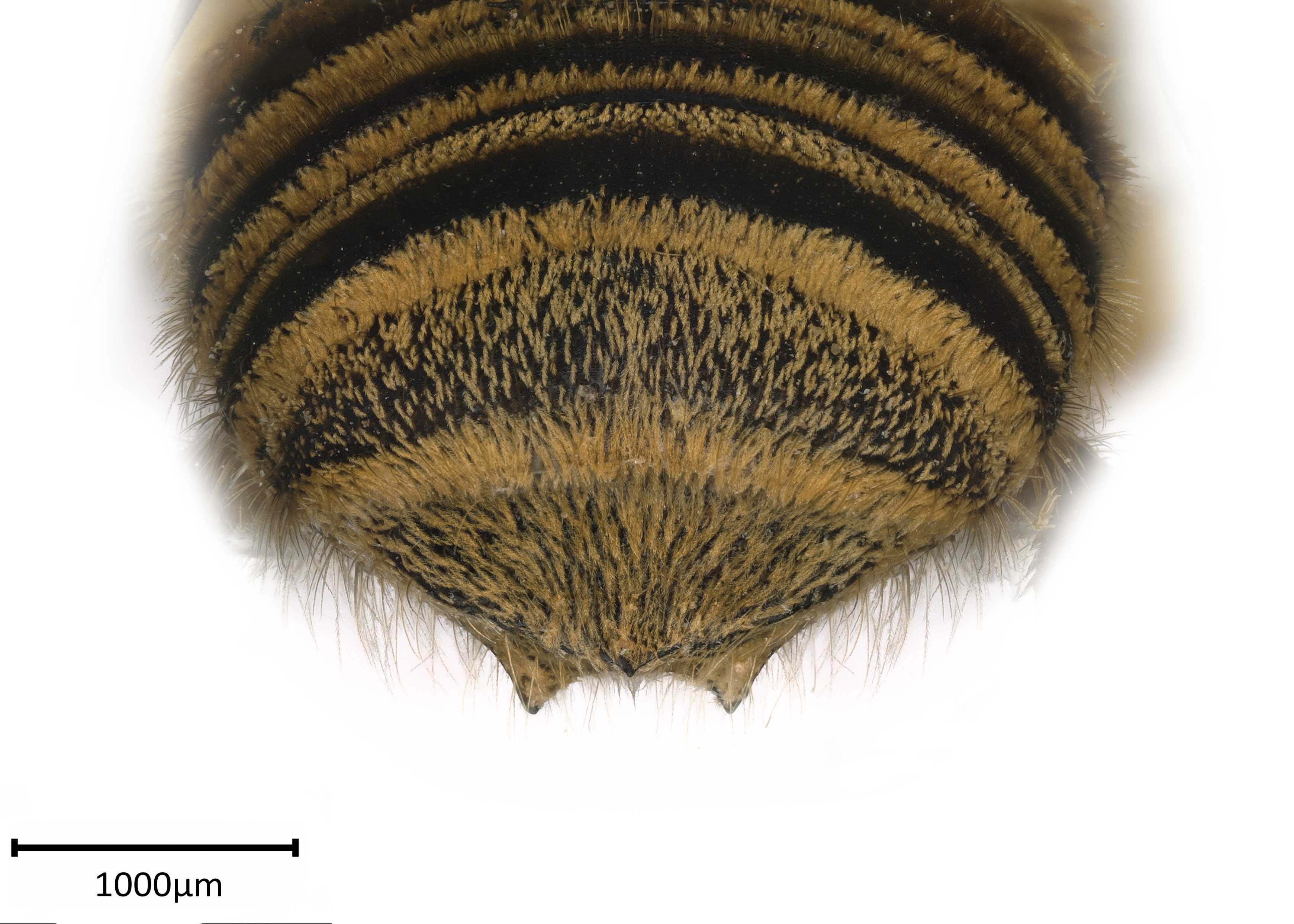 Megachile #40; Tylomegachile #41; | Exotic Bee ID