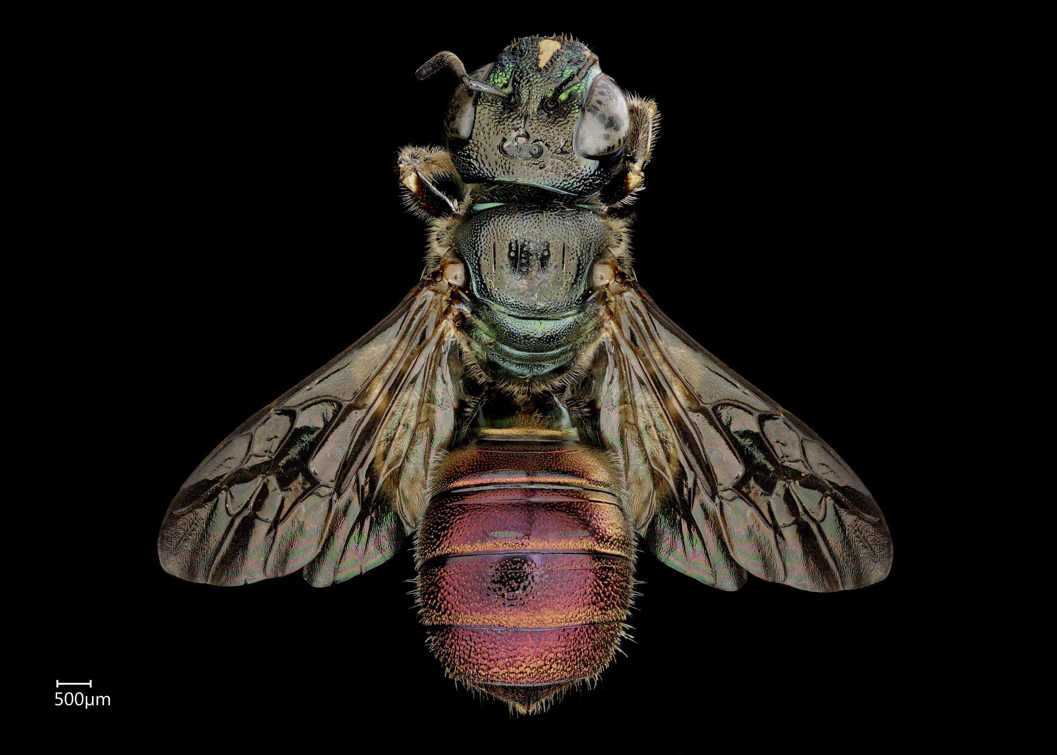 Ceratina | Exotic Bee ID