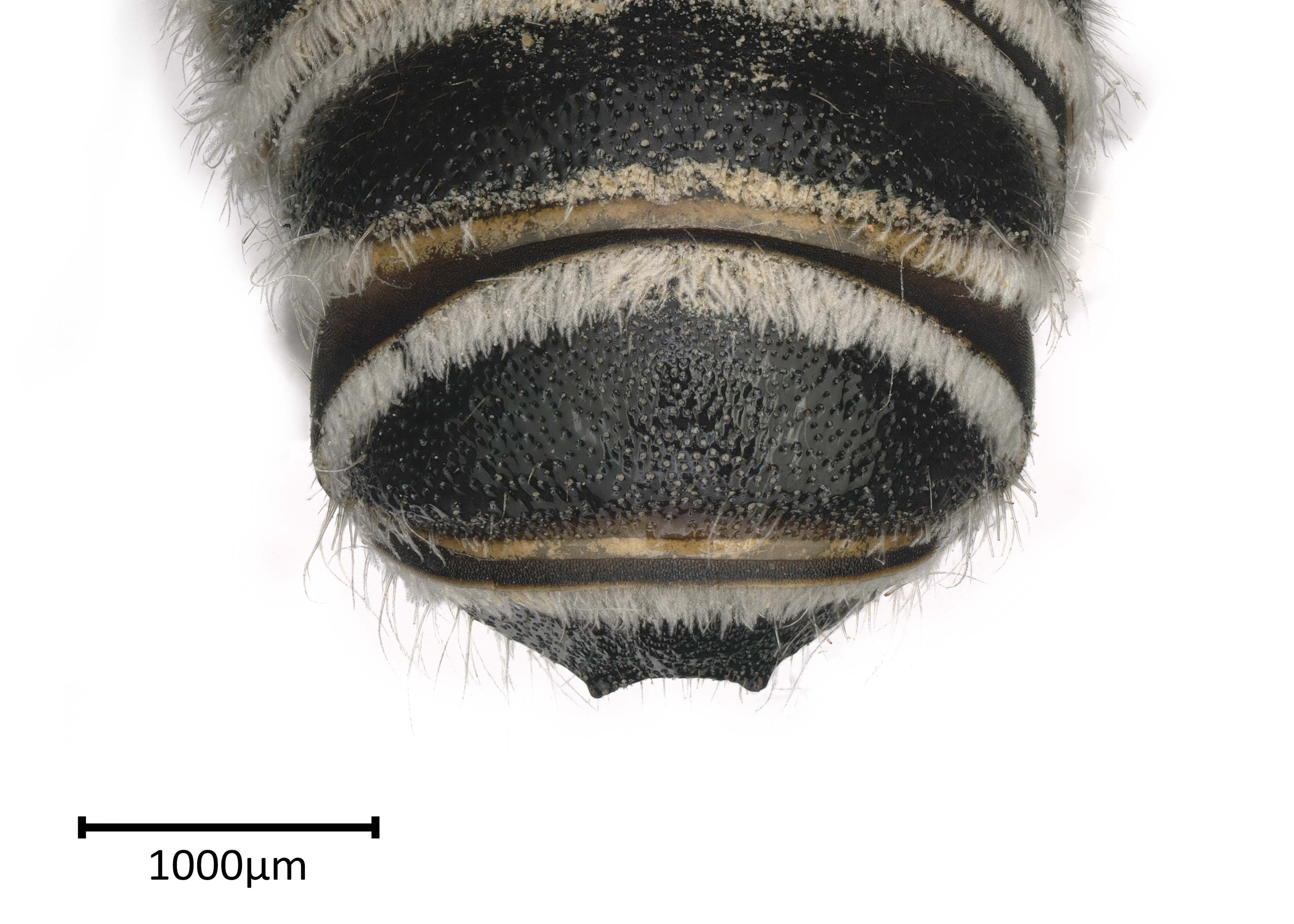 Chelostomoides | Exotic Bee ID