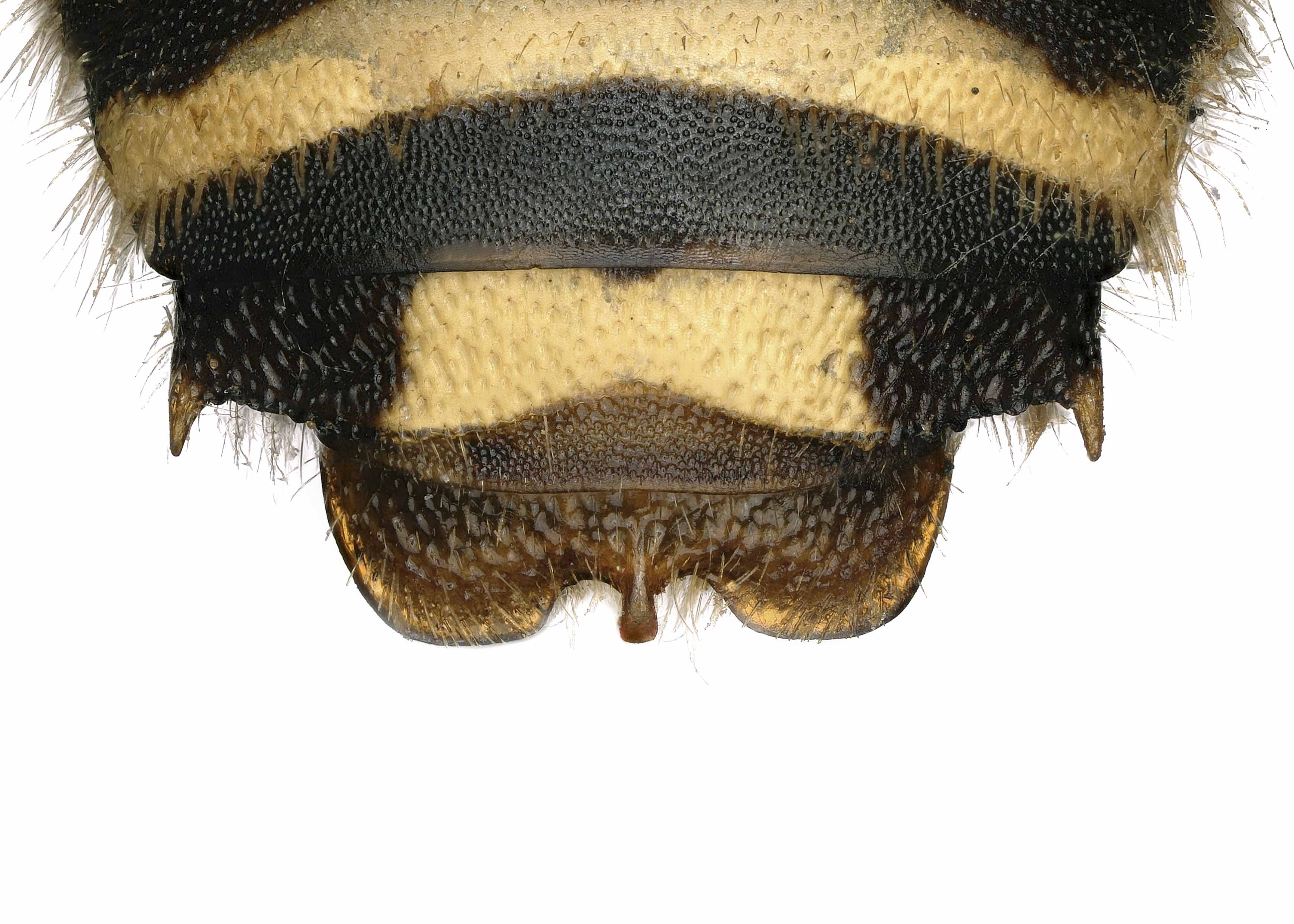 Anthidium hallinani | Exotic Bee ID