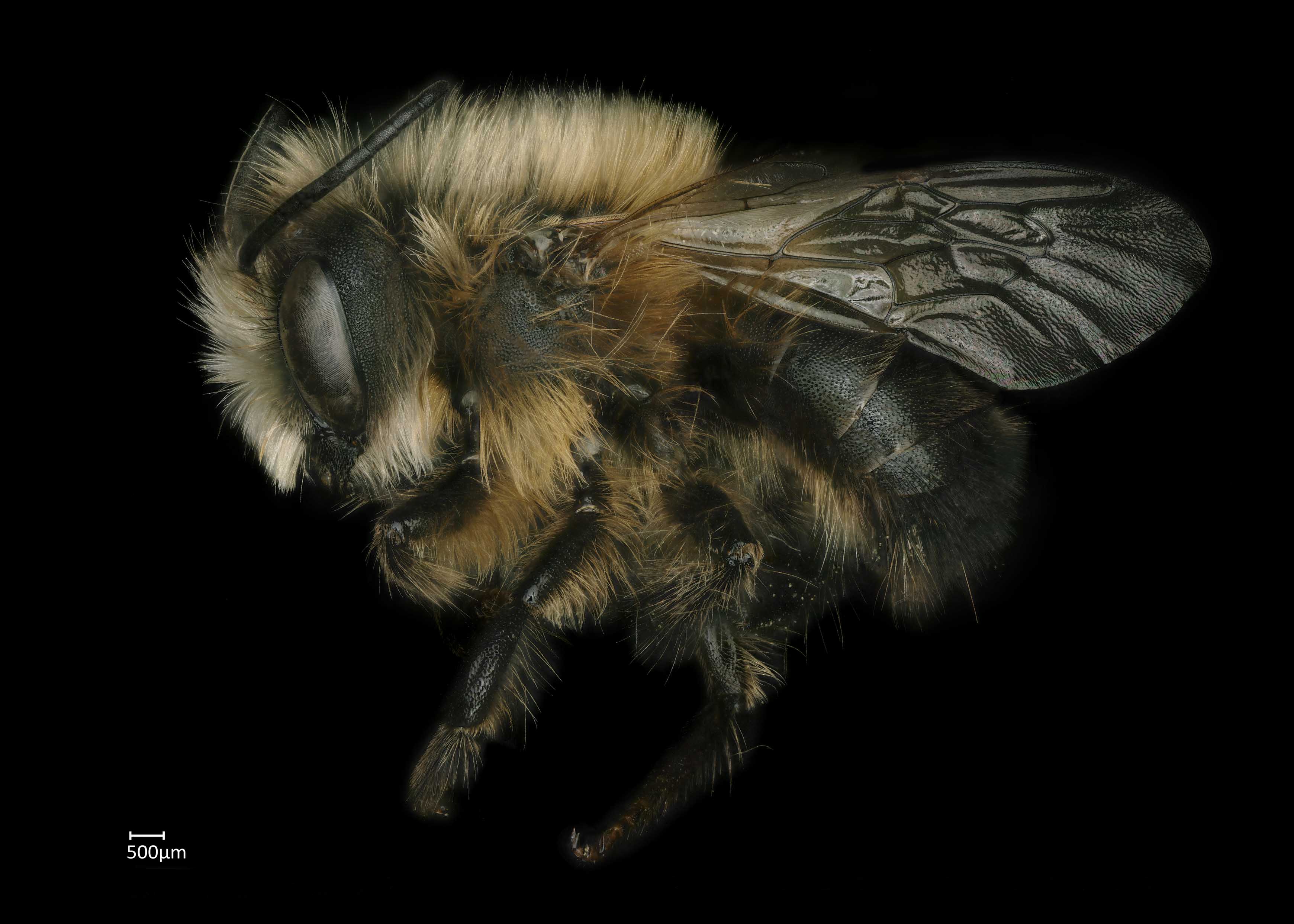 Osmia nigrohirta | Exotic Bee ID