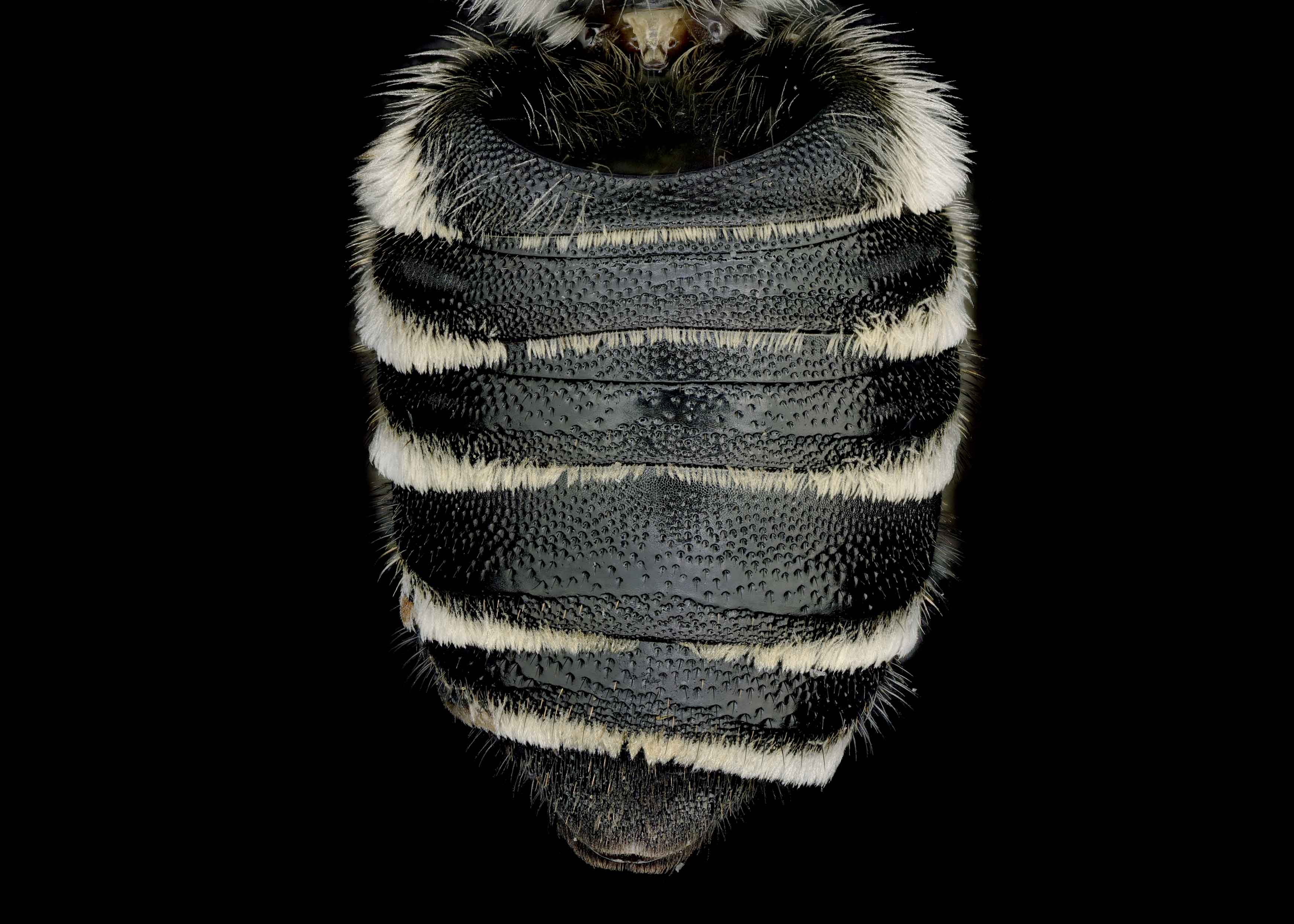 Megachile | Exotic Bee ID