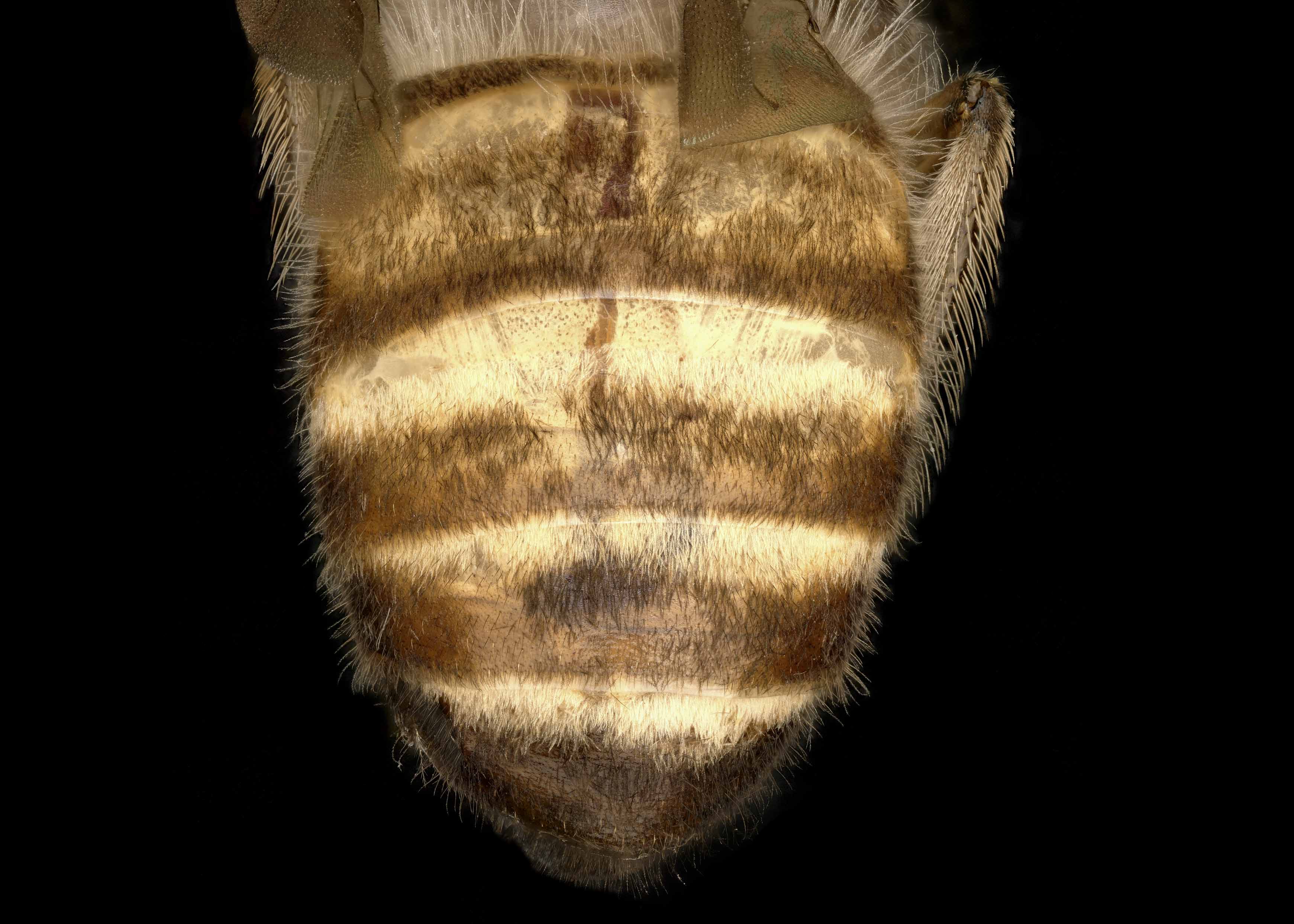 Apis koschevnikovi | Exotic Bee ID