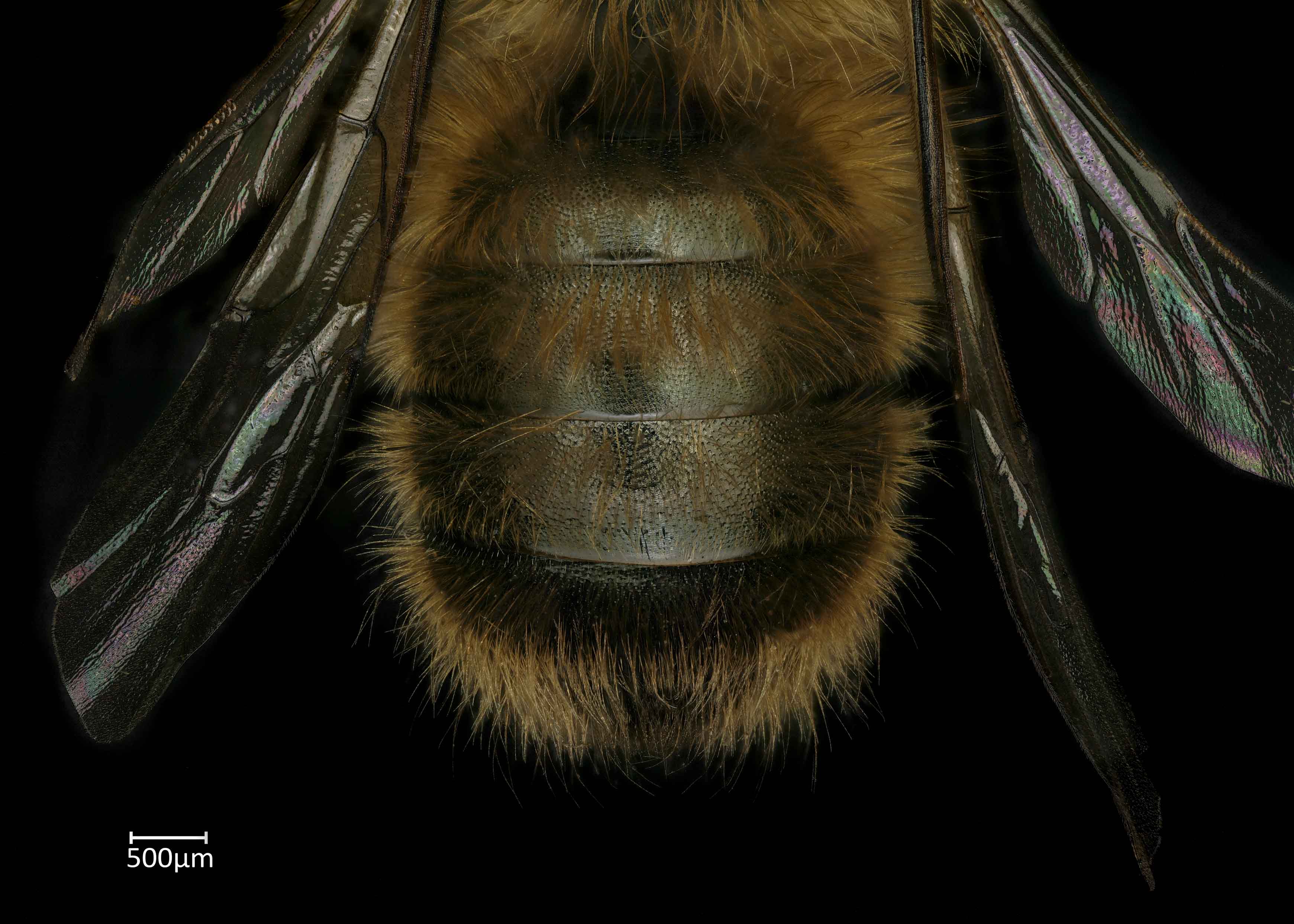 Osmia taurus | Exotic Bee ID