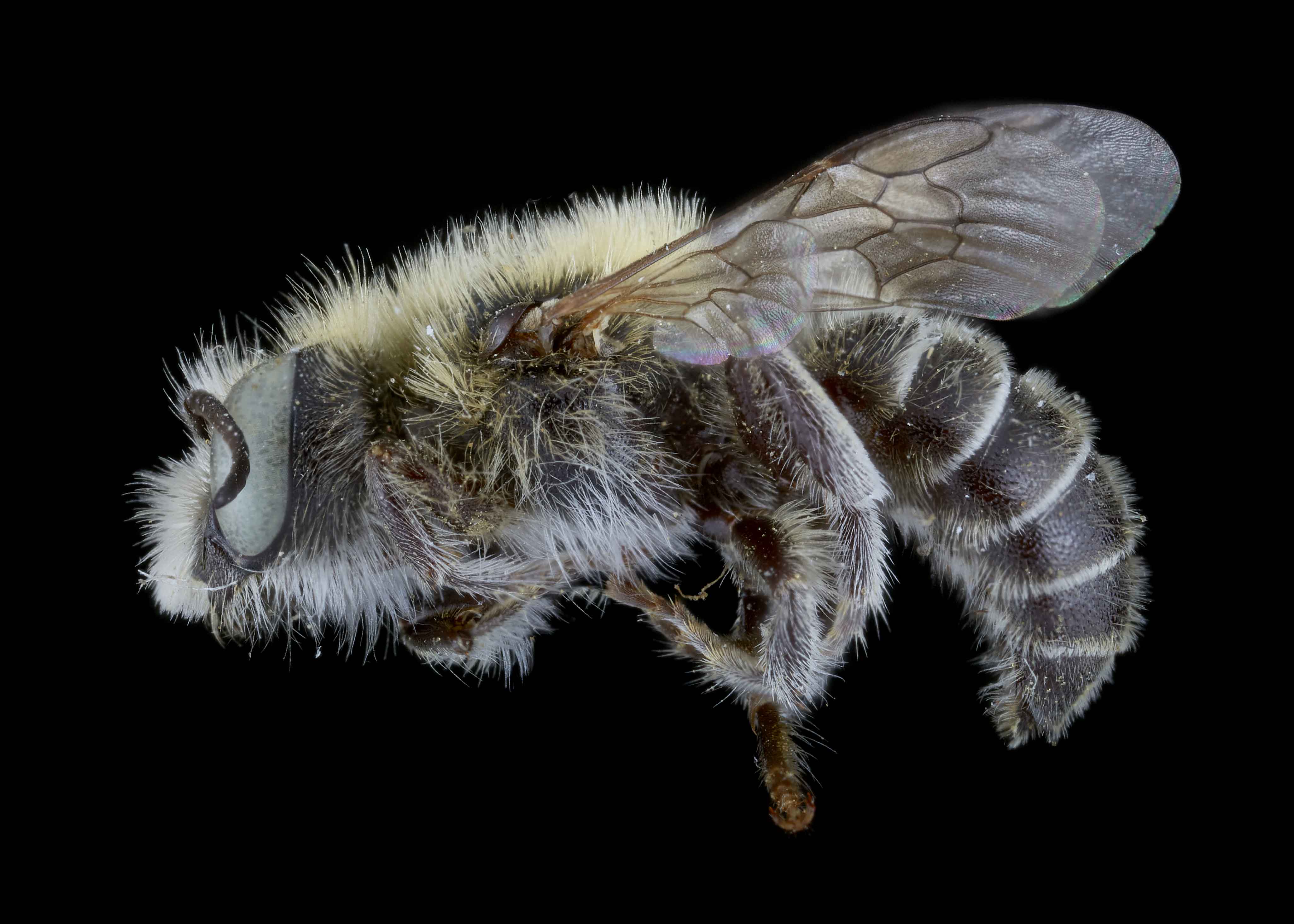 Hoplitis | Exotic Bee ID