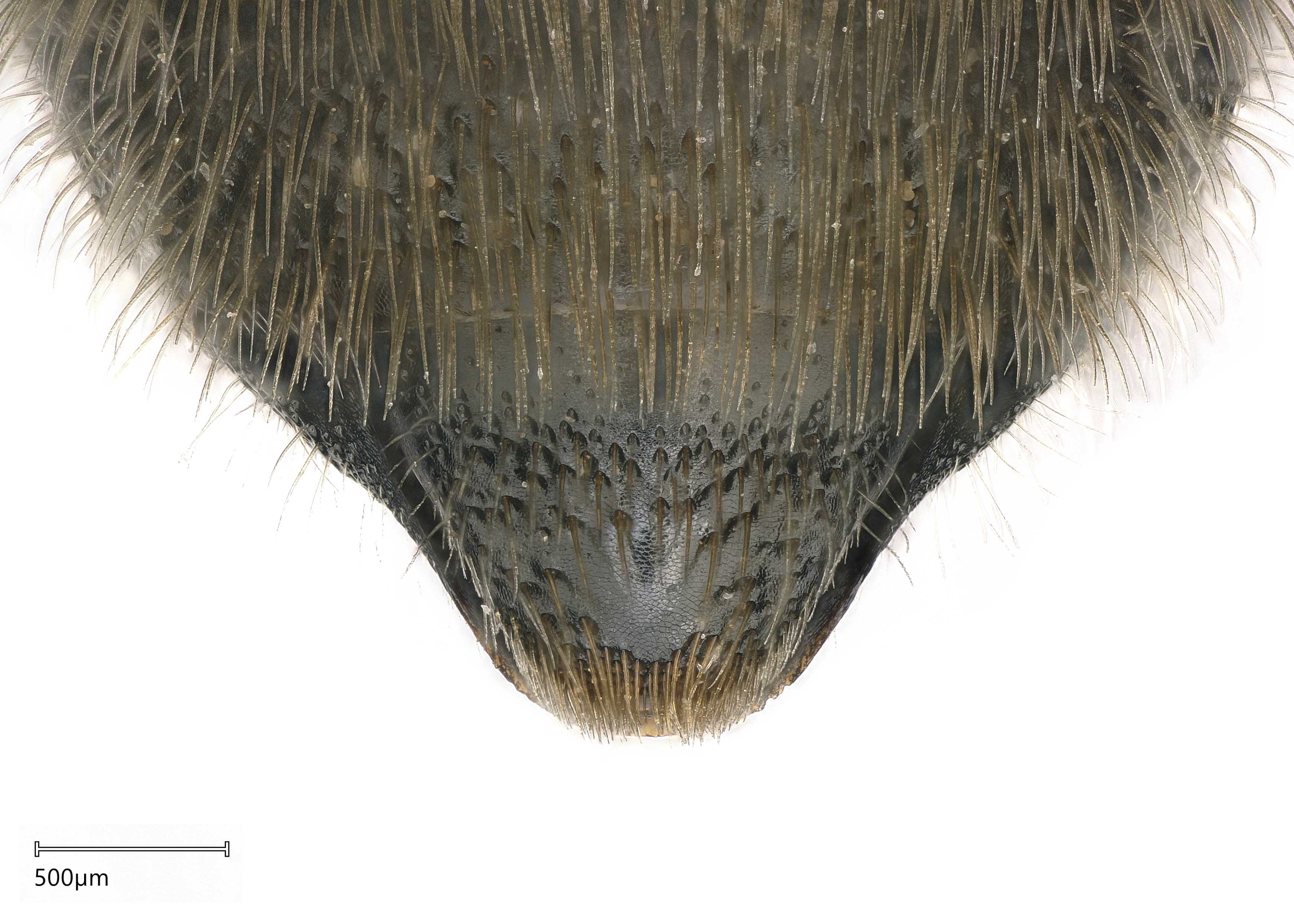Megachile #40; Megachile #41; | Exotic Bee ID