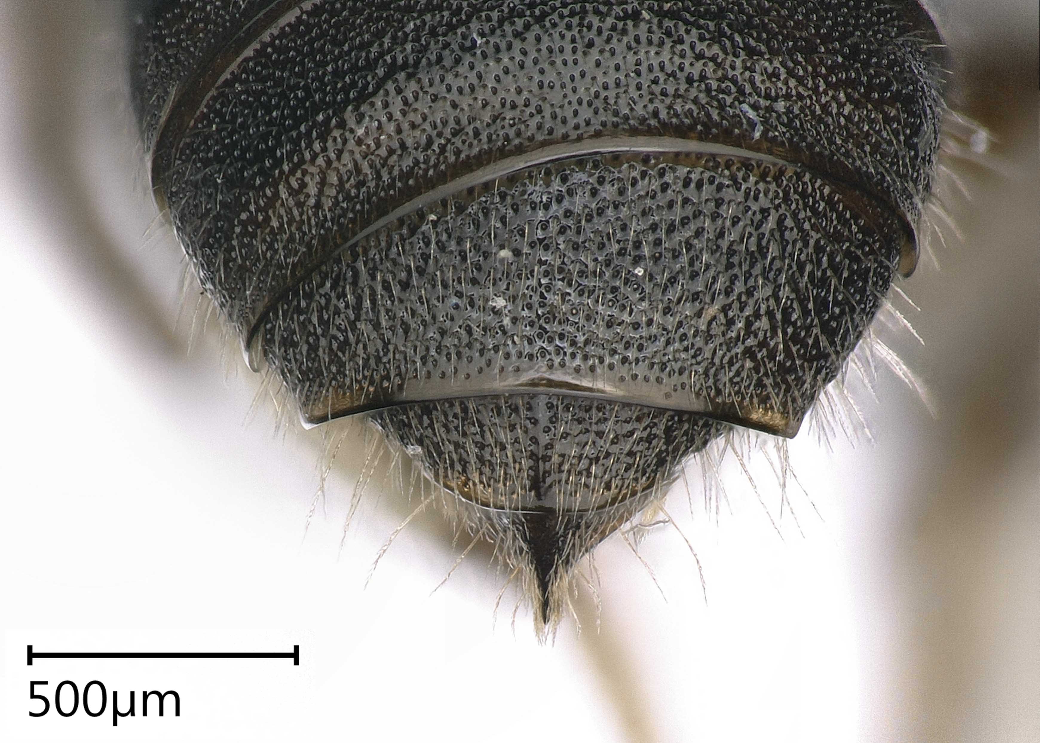 Ceratina #40; Neoceratina #41; | Exotic Bee ID